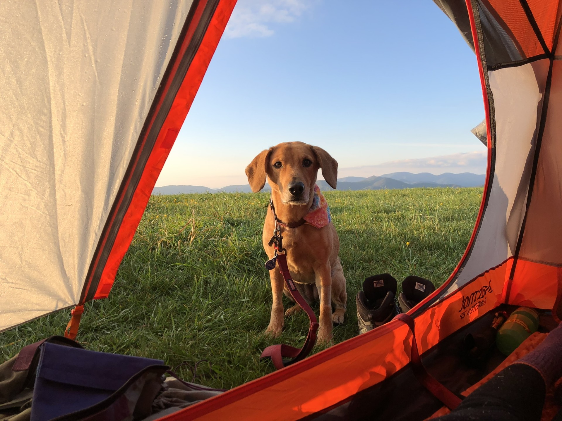 "Picture Your Pet" Photo Contest 2025